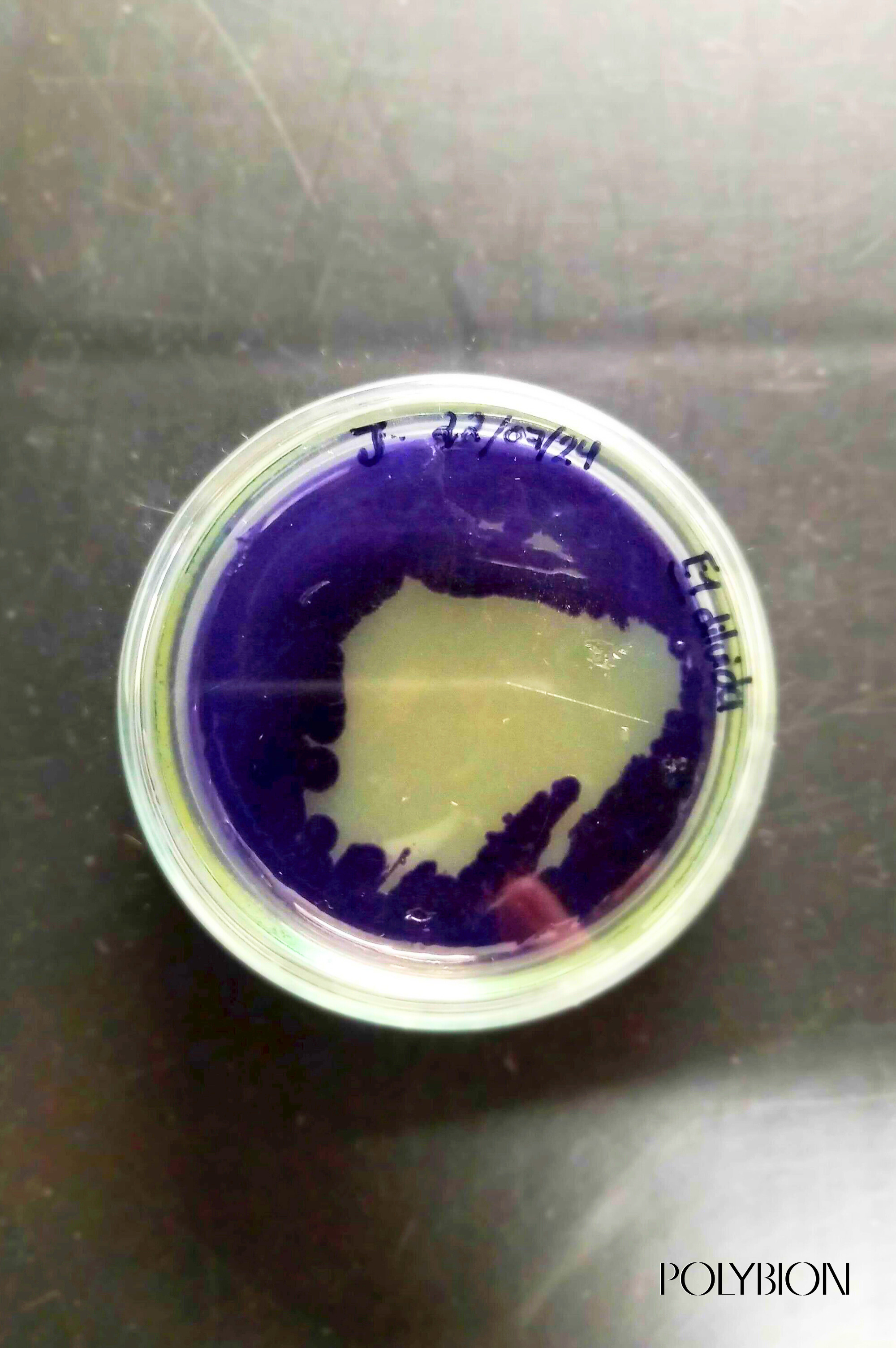 Polybion’s Living Aesthetic: How Biology is Redefining Material Design