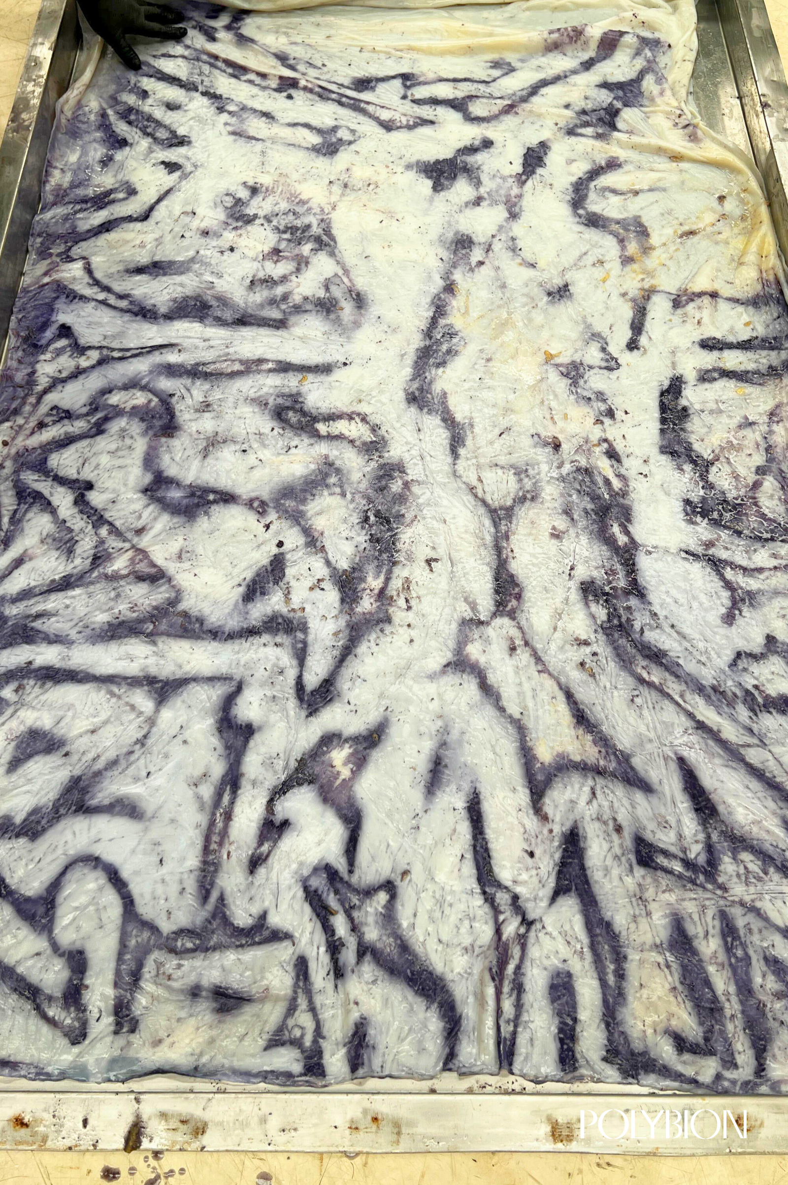 Polybion’s Living Aesthetic: How Biology is Redefining Material Design